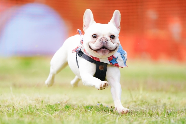 BULLET DOG撮影会 | フレブルフェス公式サイト