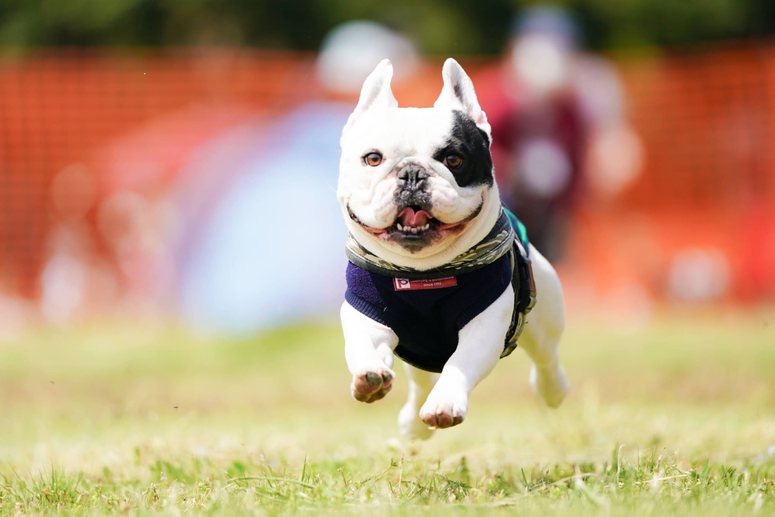 BULLET DOG撮影会 | フレブルフェス公式サイト